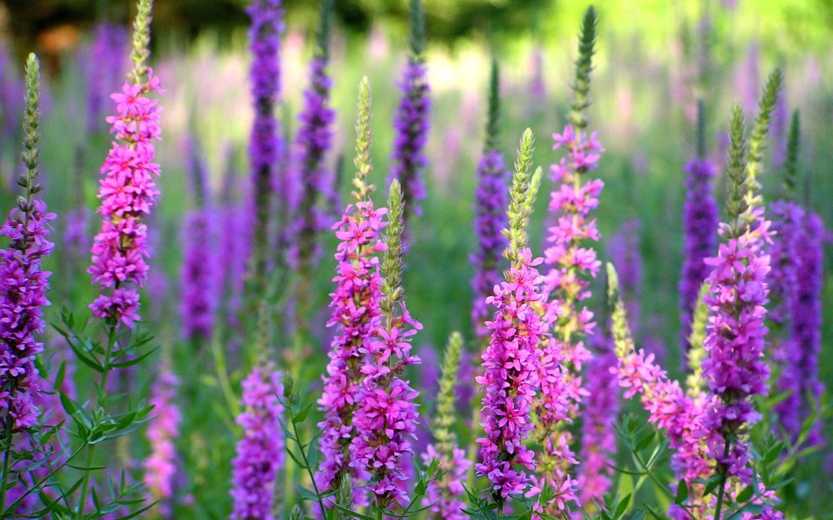 Invasive Species | Superior Watershed Partnership & Land Trust