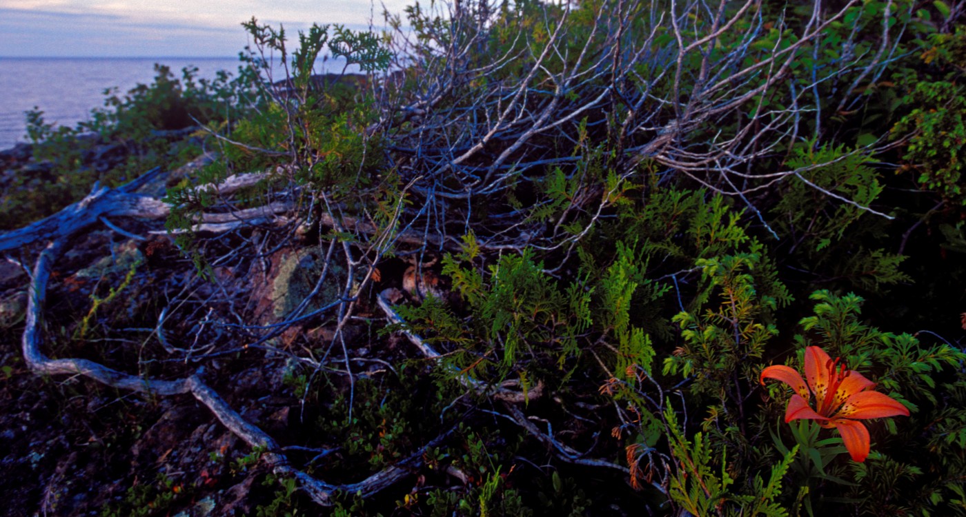 Native Plant Restoration | Superior Watershed Partnership & Land Trust