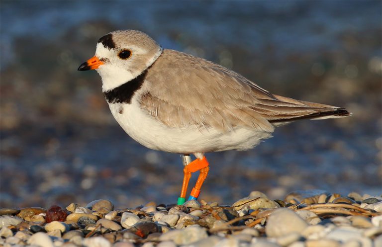 Piping Plover Habitat Protection – Superior Watershed Partnership ...