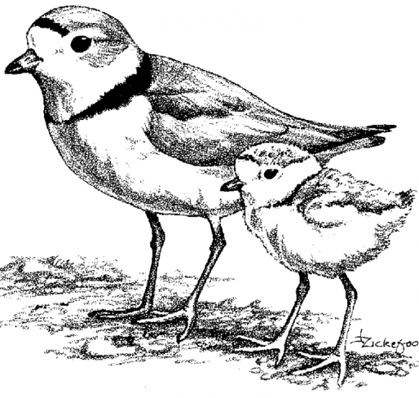 Piping Plover Habitat Protection – Superior Watershed Partnership ...
