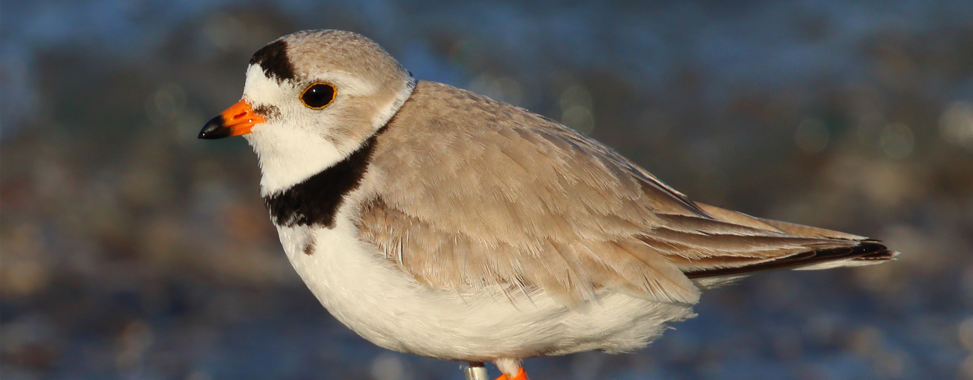 Piping Plover Habitat Protection | Superior Watershed Partnership ...